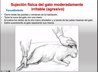 Sujeción e inmobilización de perros y gatos (1).pdf