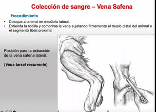 Sujeción e inmobilización de perros y gatos (1).pdf