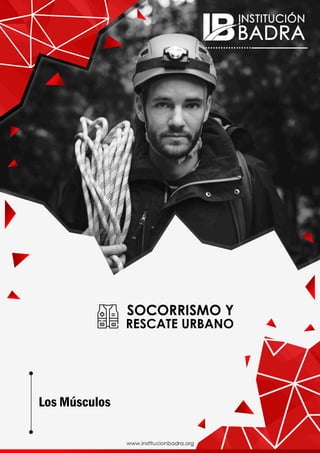 Los Músculos, DEFINICIÓN, CLASIFICACION Y FUNCION | PDF