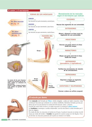 Los Músculos, DEFINICIÓN, CLASIFICACION Y FUNCION | PDF