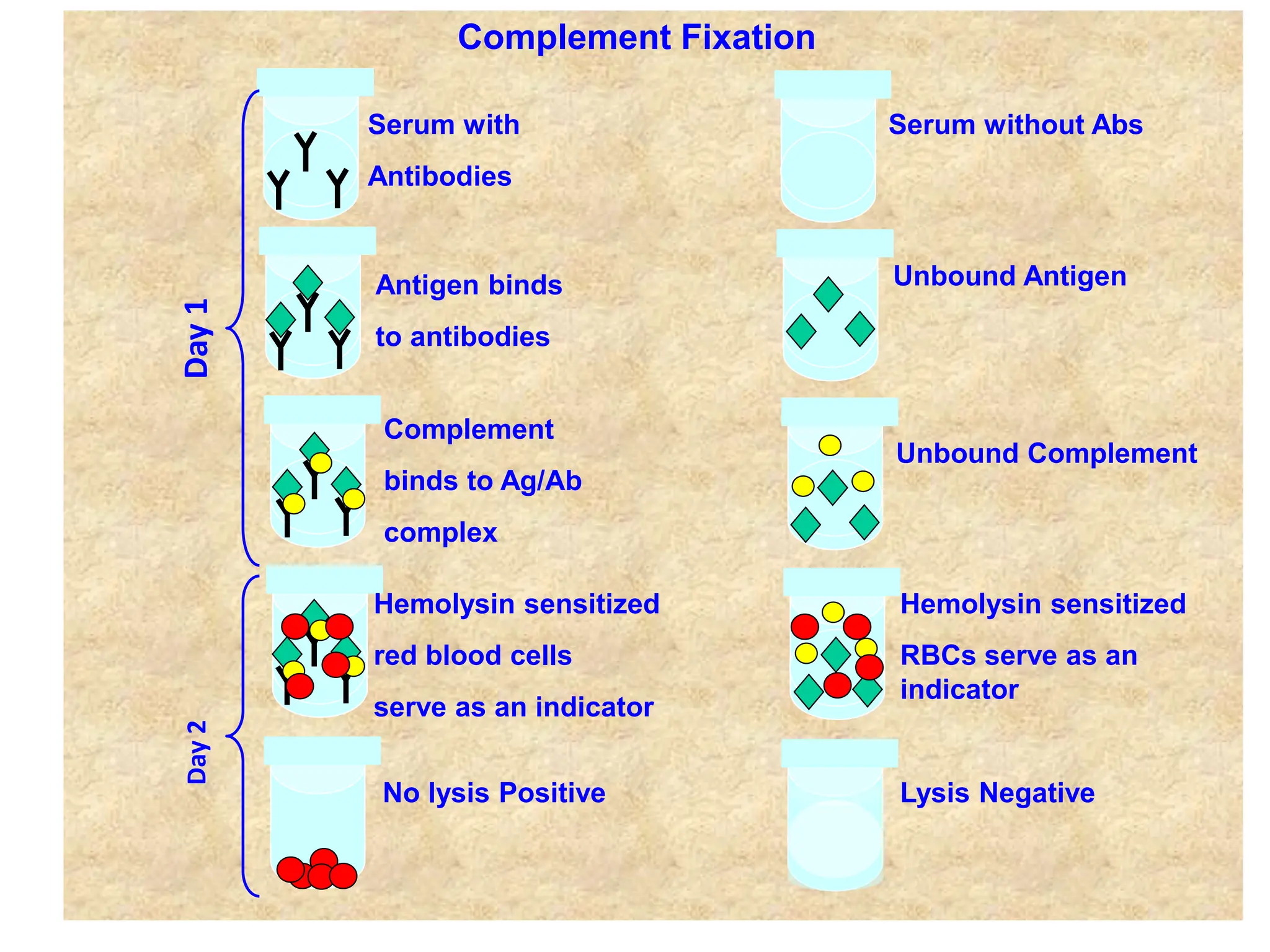 Syphilis Serology serological test for medical laboratory.ppt