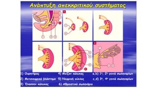 Προσέγγιση παιδιού με προγεννητική διάγνωση υδρονέφρωσης | PPT