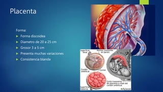 3. Placenta y liquido amniótico, generalidades.pptx