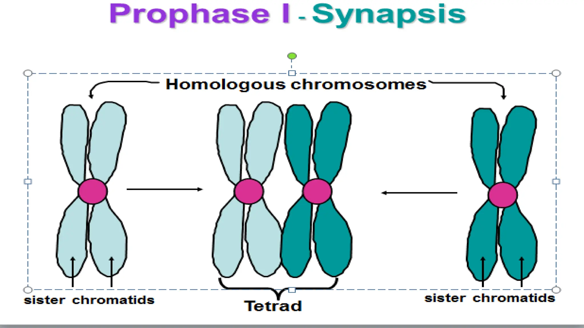 3.CELL CYCLE AND CELL DIVISION-MIOSIS - Copy.pptx