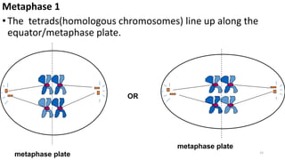 3.CELL CYCLE AND CELL DIVISION-MIOSIS - Copy.pptx