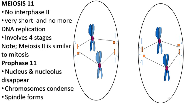3.CELL CYCLE AND CELL DIVISION-MIOSIS - Copy.pptx