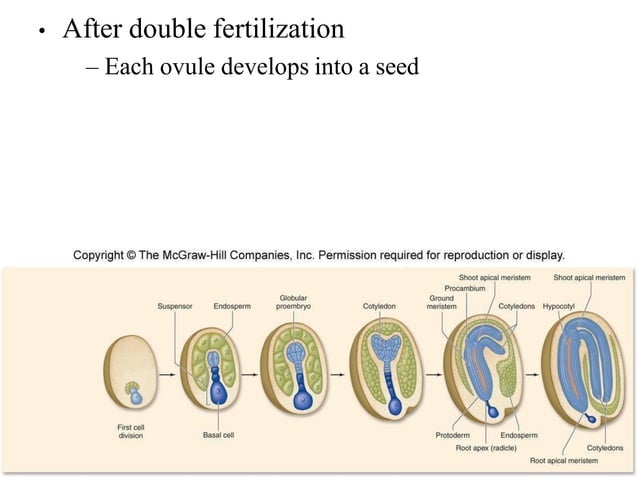 3. Development of Embryo_1.pdf seed science | PDF