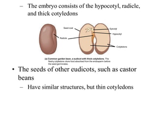 3. Development of Embryo_1.pdf seed science | PDF