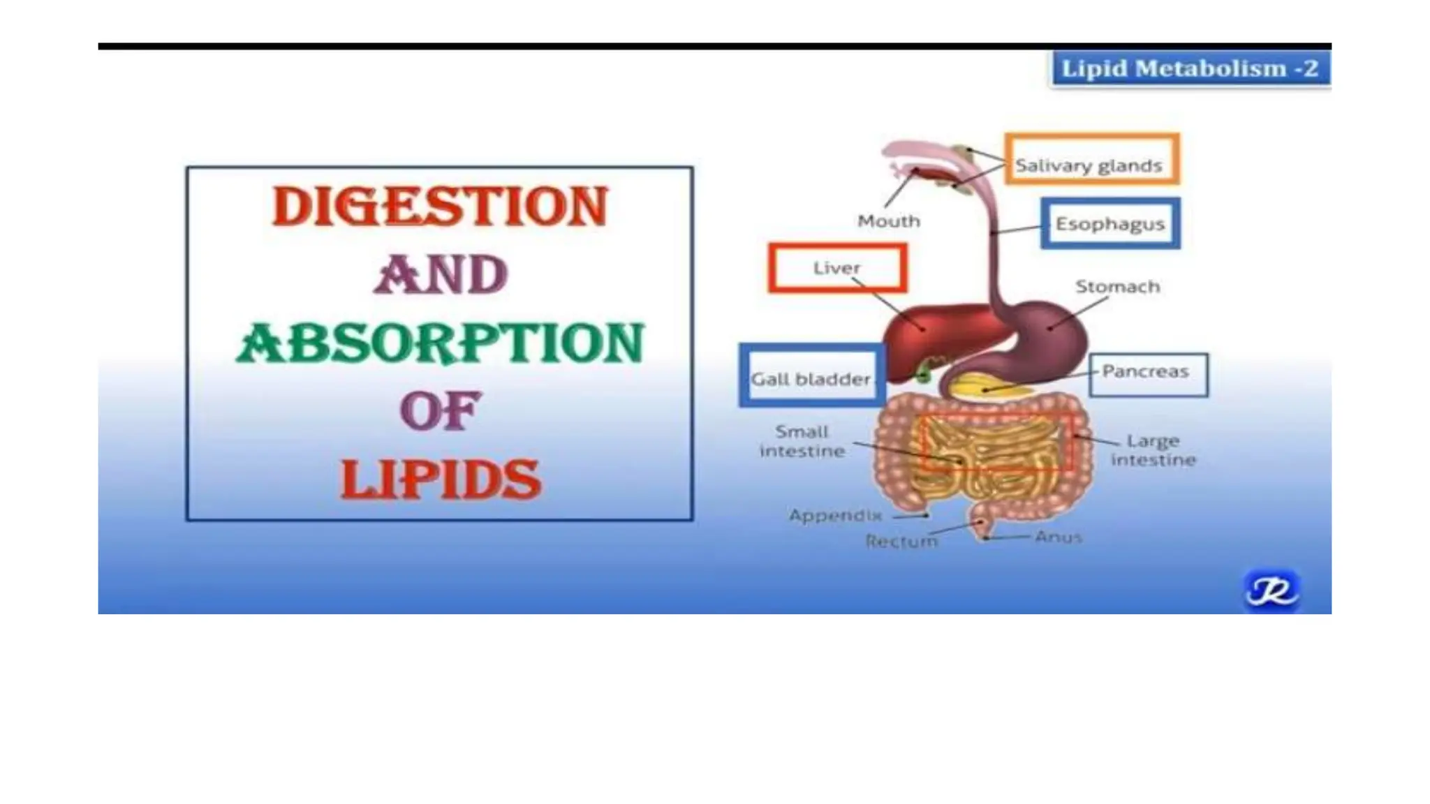3. Introduction to Lipid & its Metabolism.pptx