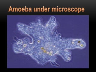 3.-digestion-inerg4hyjyujh-amoeba-X.pptx