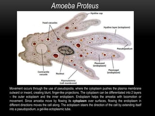 3.-digestion-inerg4hyjyujh-amoeba-X.pptx