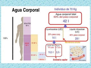 Liquidos Corporales y Compartimentos LIC | PPT