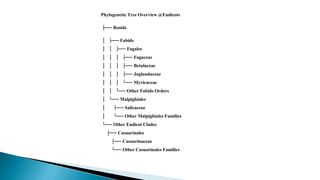 Amantiferae/ Amentifereae: Salient features, families & floral ...