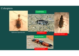 3. Ordo Predator pada tanaman budidaya.pptx