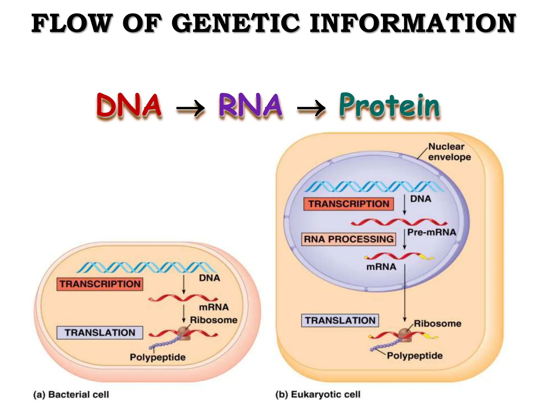 DNA Replication and DNA Repair Mechanism | PPTX
