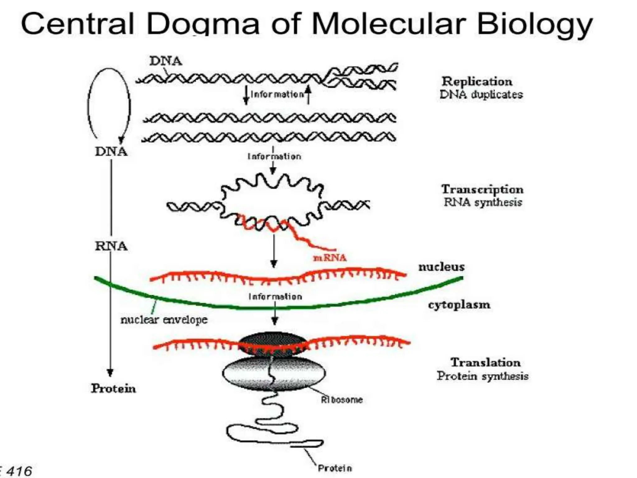 DNA Replication and DNA Repair Mechanism | PPTX