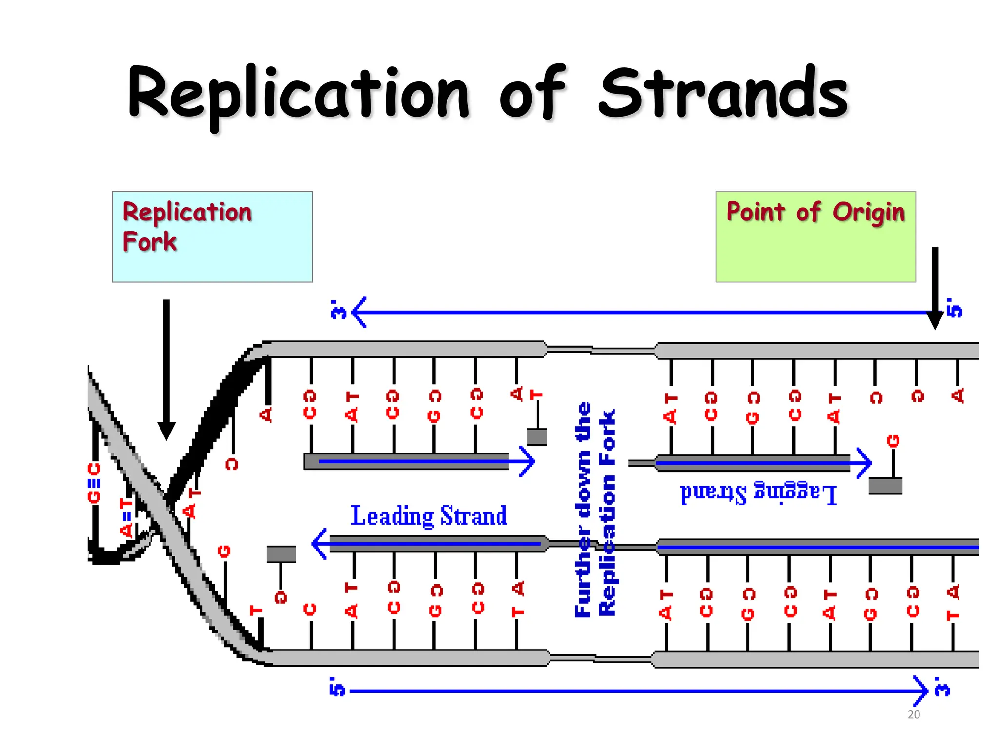 DNA Replication and DNA Repair Mechanism | PPTX