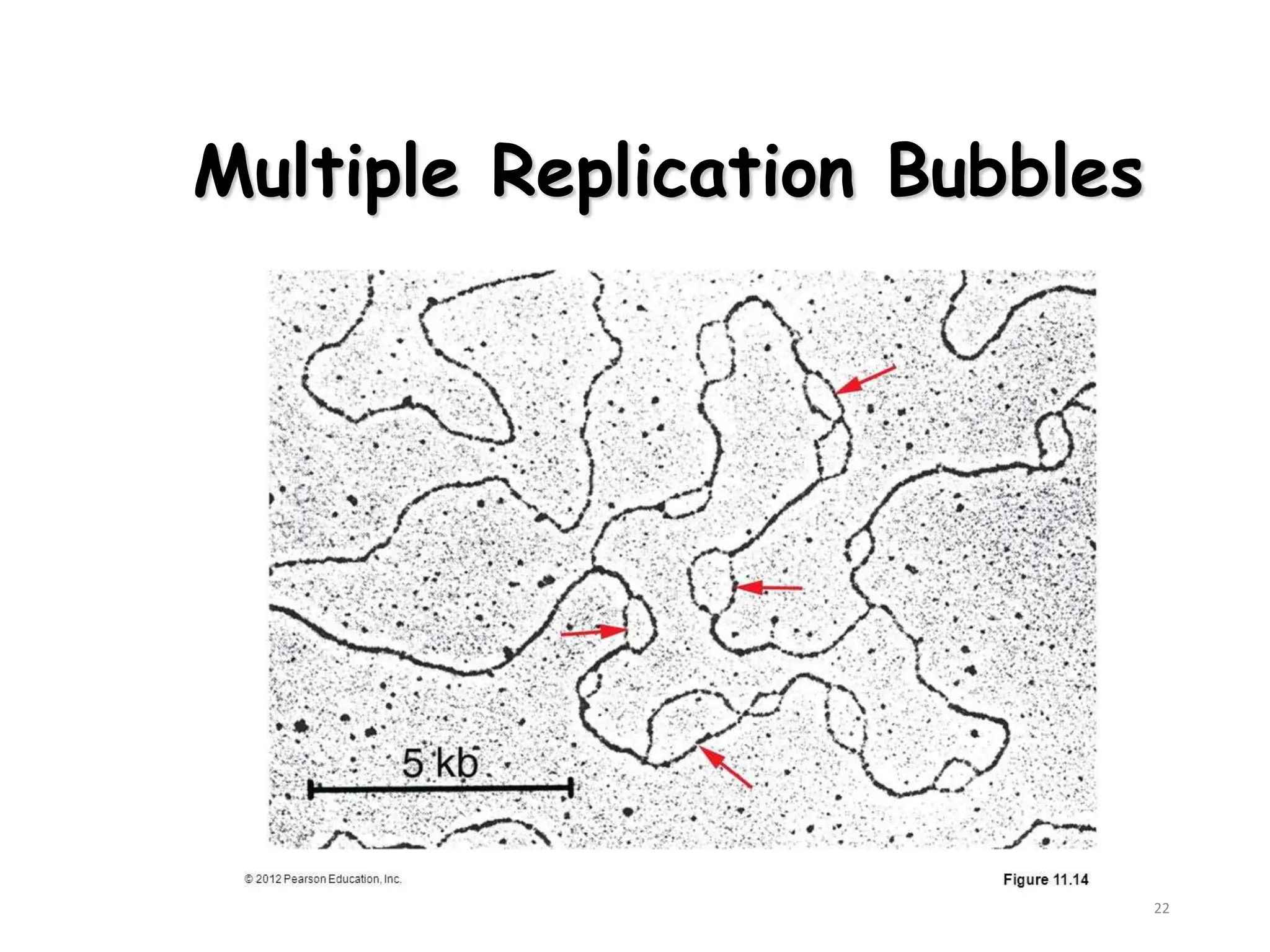 DNA Replication and DNA Repair Mechanism | PPTX