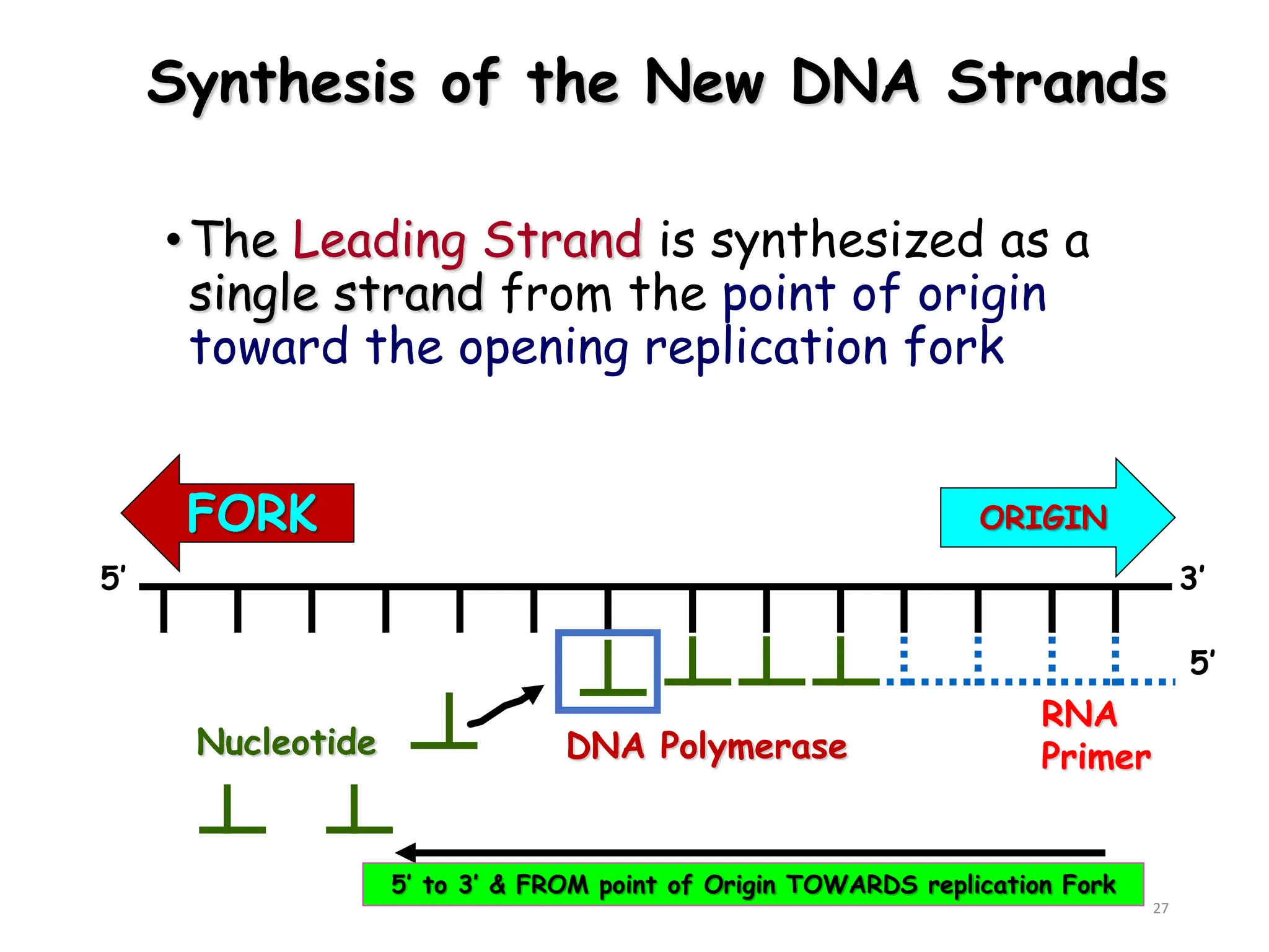 DNA Replication and DNA Repair Mechanism | PPTX