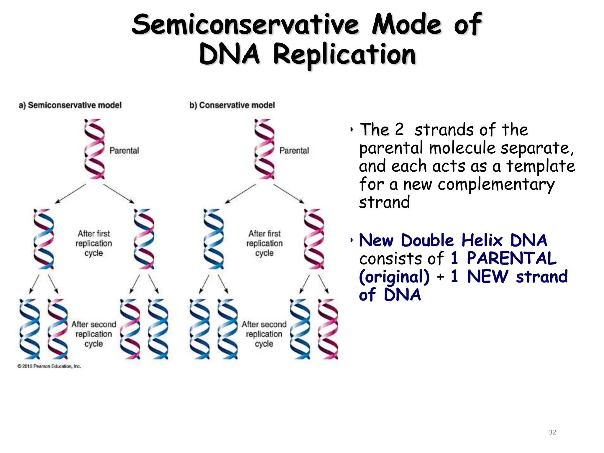 DNA Replication and DNA Repair Mechanism | PPTX