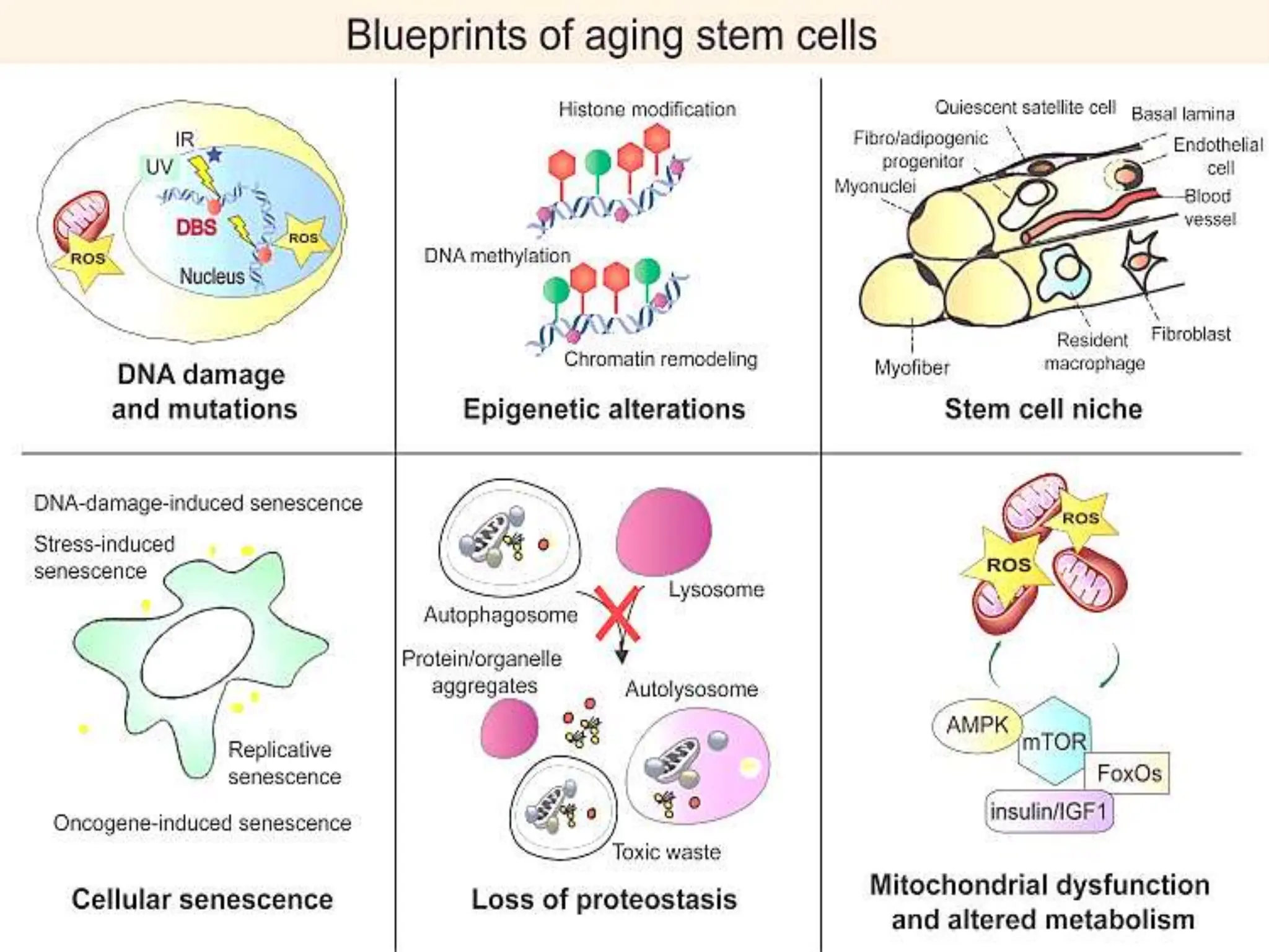 DNA Replication and DNA Repair Mechanism | PPTX
