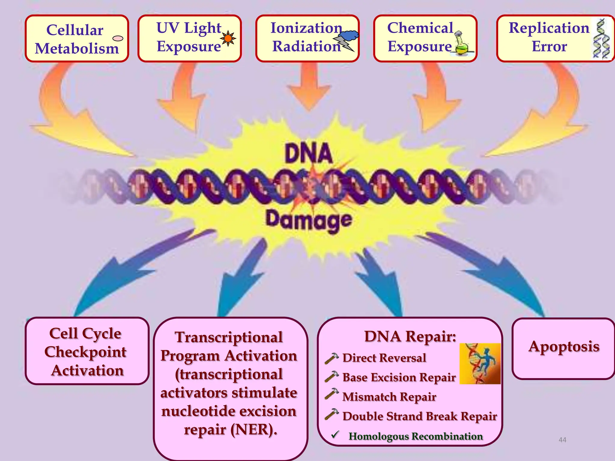 DNA Replication and DNA Repair Mechanism | PPTX