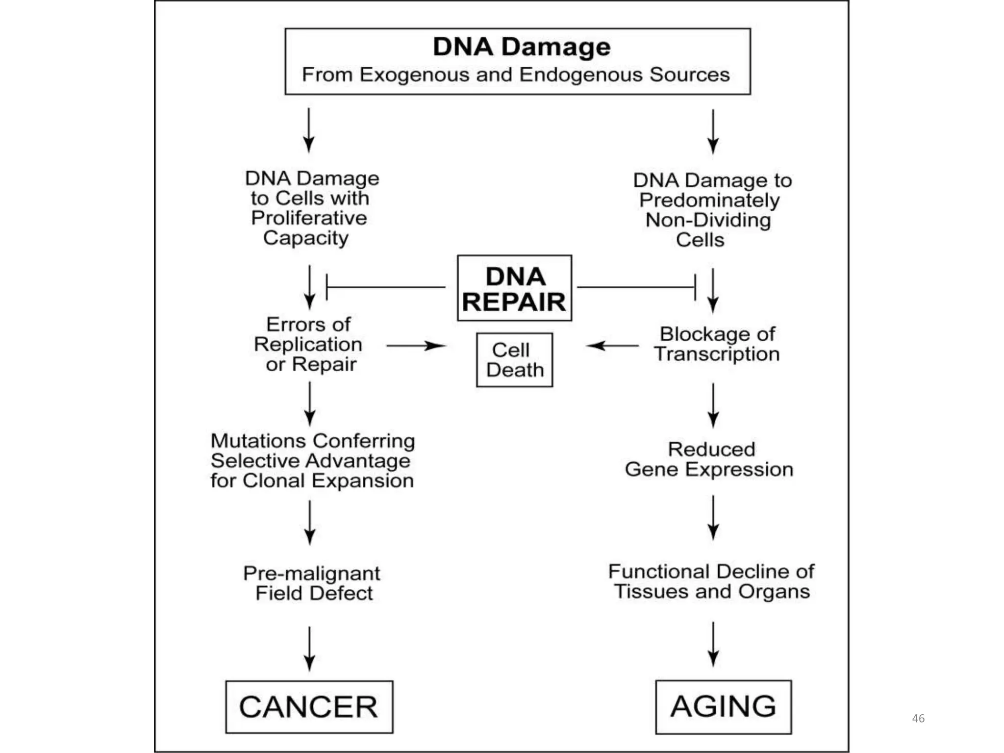 DNA Replication and DNA Repair Mechanism | PPTX