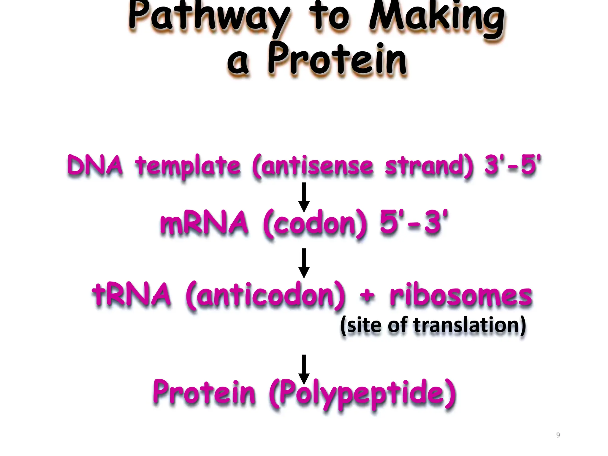 DNA Replication and DNA Repair Mechanism | PPTX