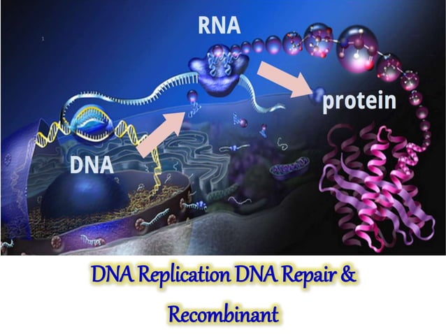 DNA Replication and DNA Repair Mechanism | PPT