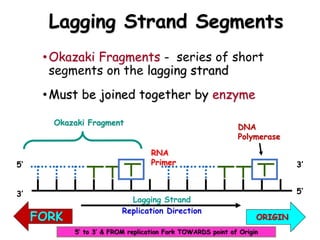 DNA Replication and DNA Repair Mechanism | PPTX