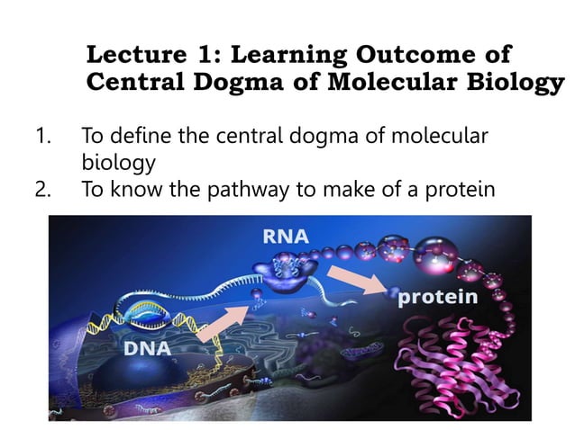 DNA Replication and DNA Repair Mechanism | PPT