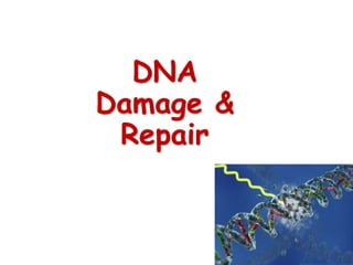 DNA Replication and DNA Repair Mechanism | PPTX