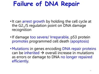 DNA Replication and DNA Repair Mechanism | PPTX