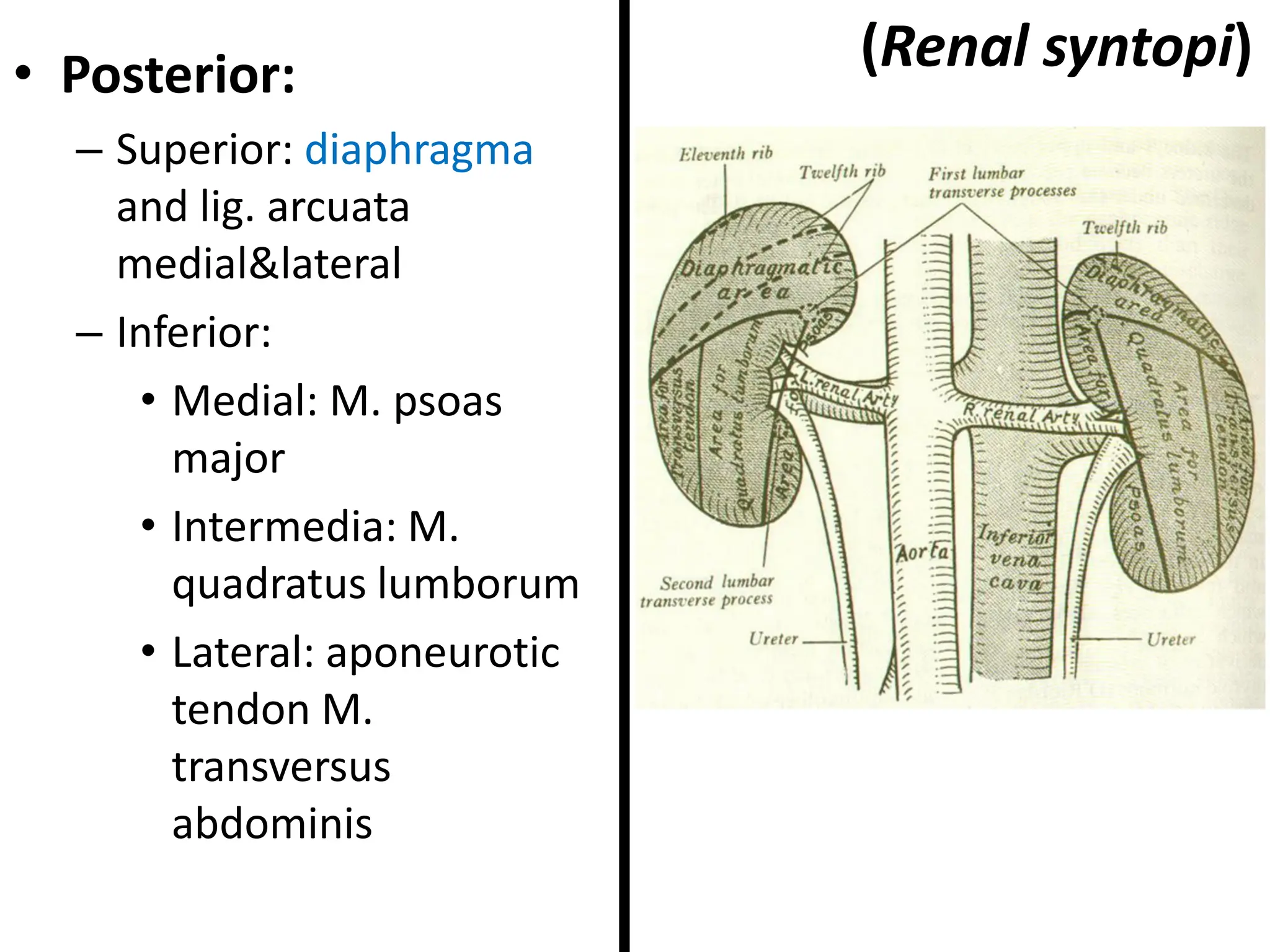 Histology of The Genitourinary System PDF | PDF