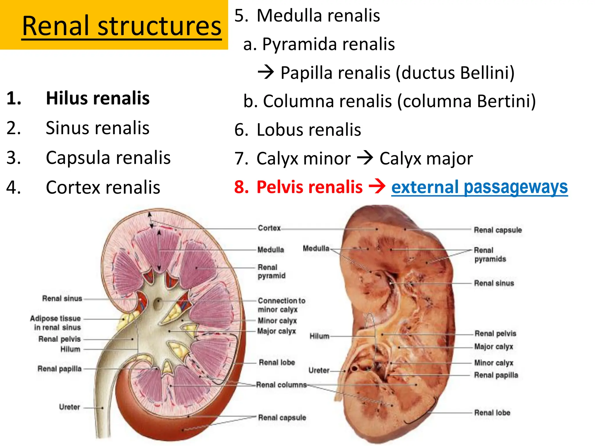 Histology of The Genitourinary System PDF | PDF