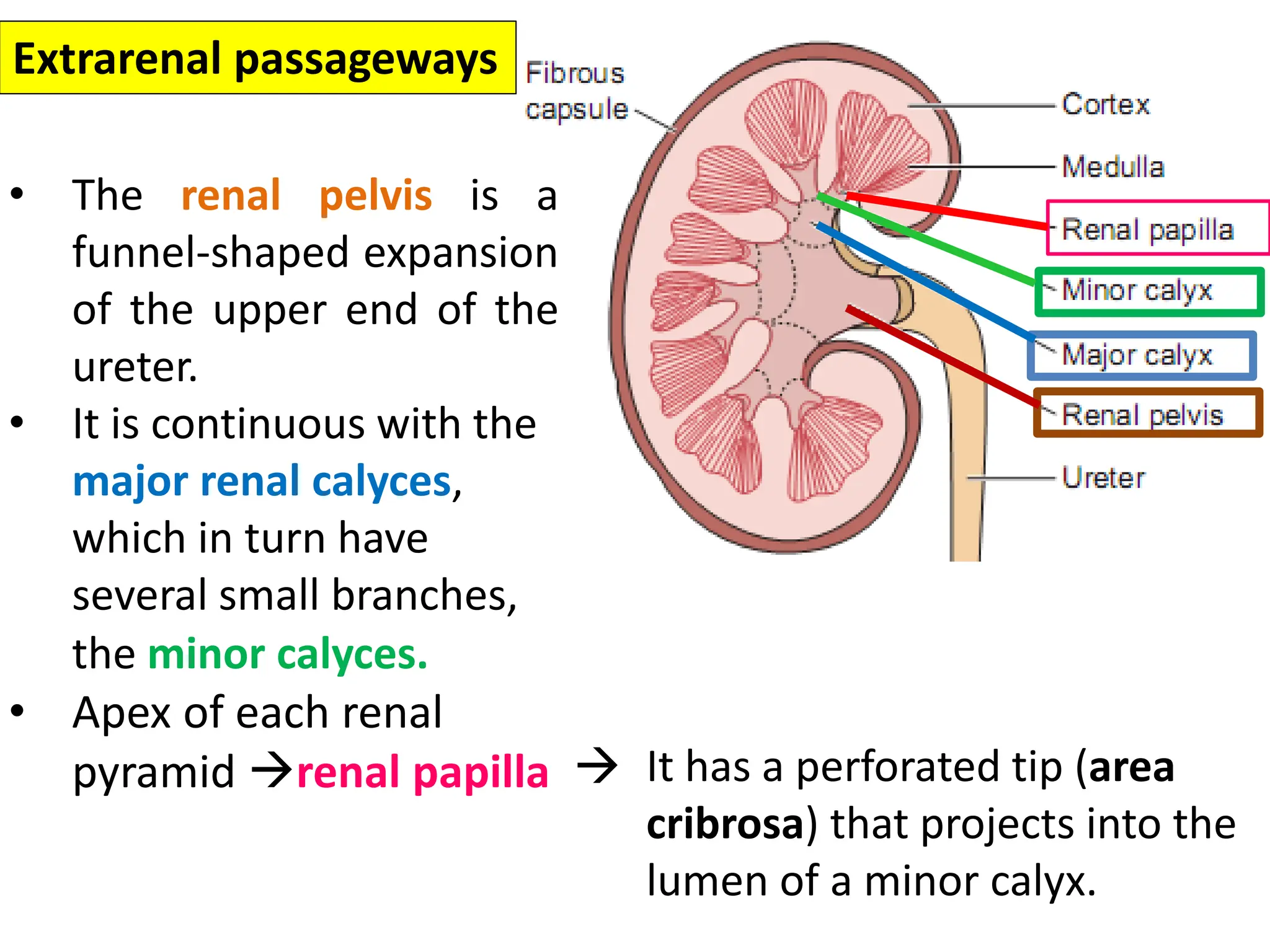 Histology of The Genitourinary System PDF | PDF