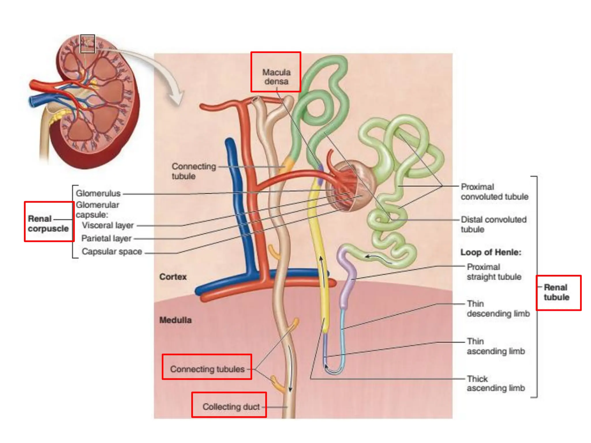 Histology of The Genitourinary System PDF | PDF