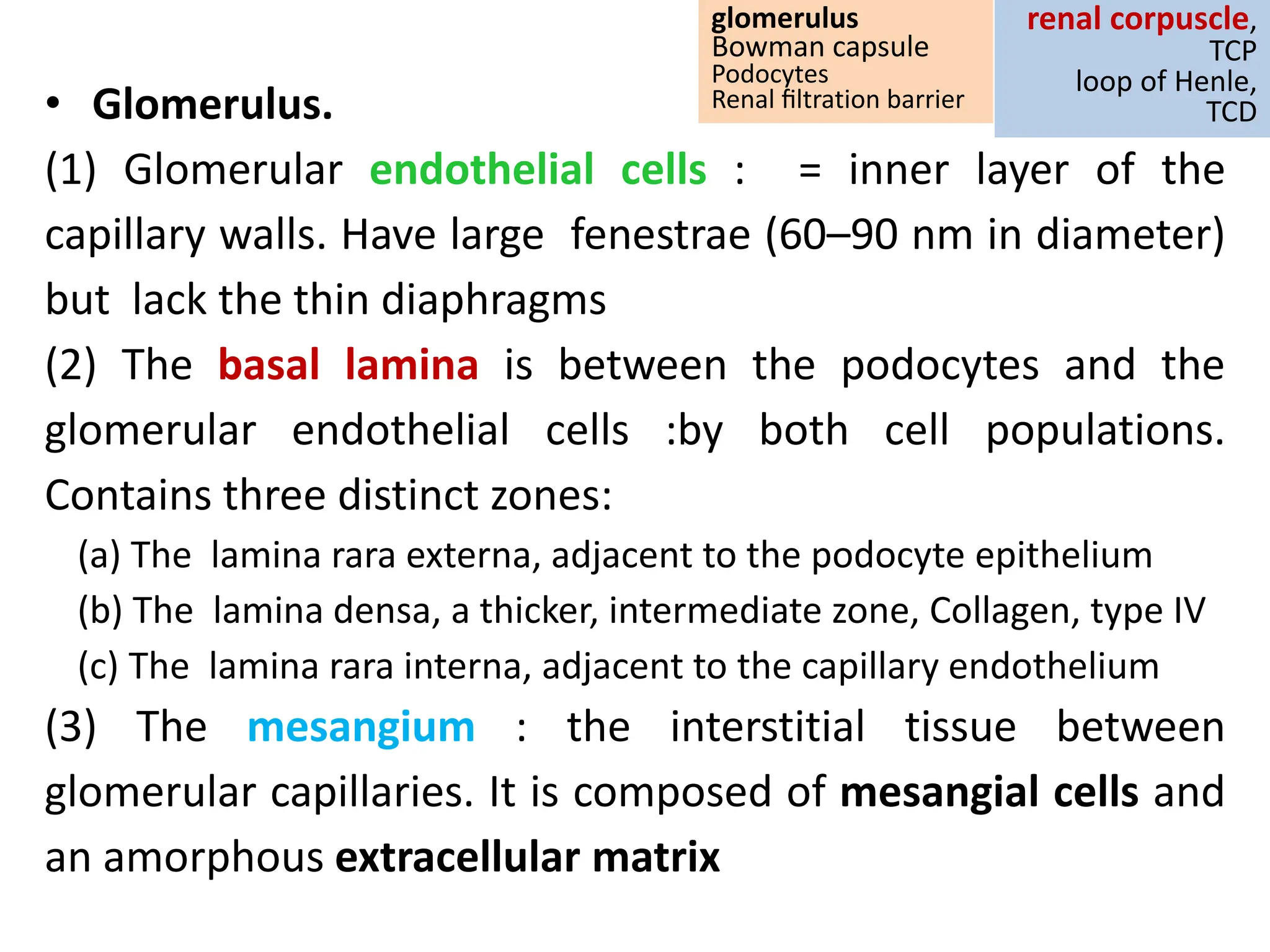 Histology of The Genitourinary System PDF | PDF