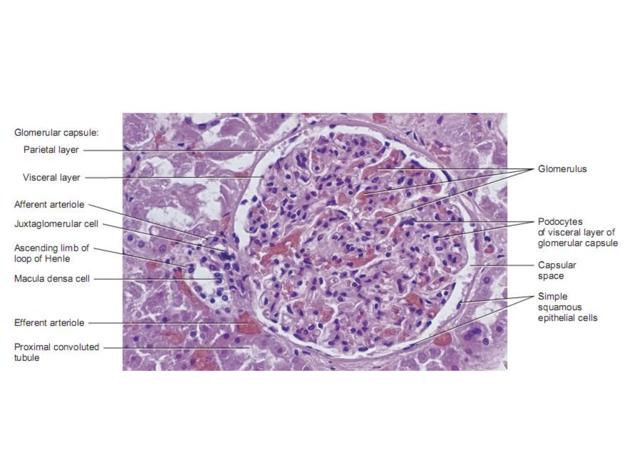 Histology of The Genitourinary System PDF | PDF
