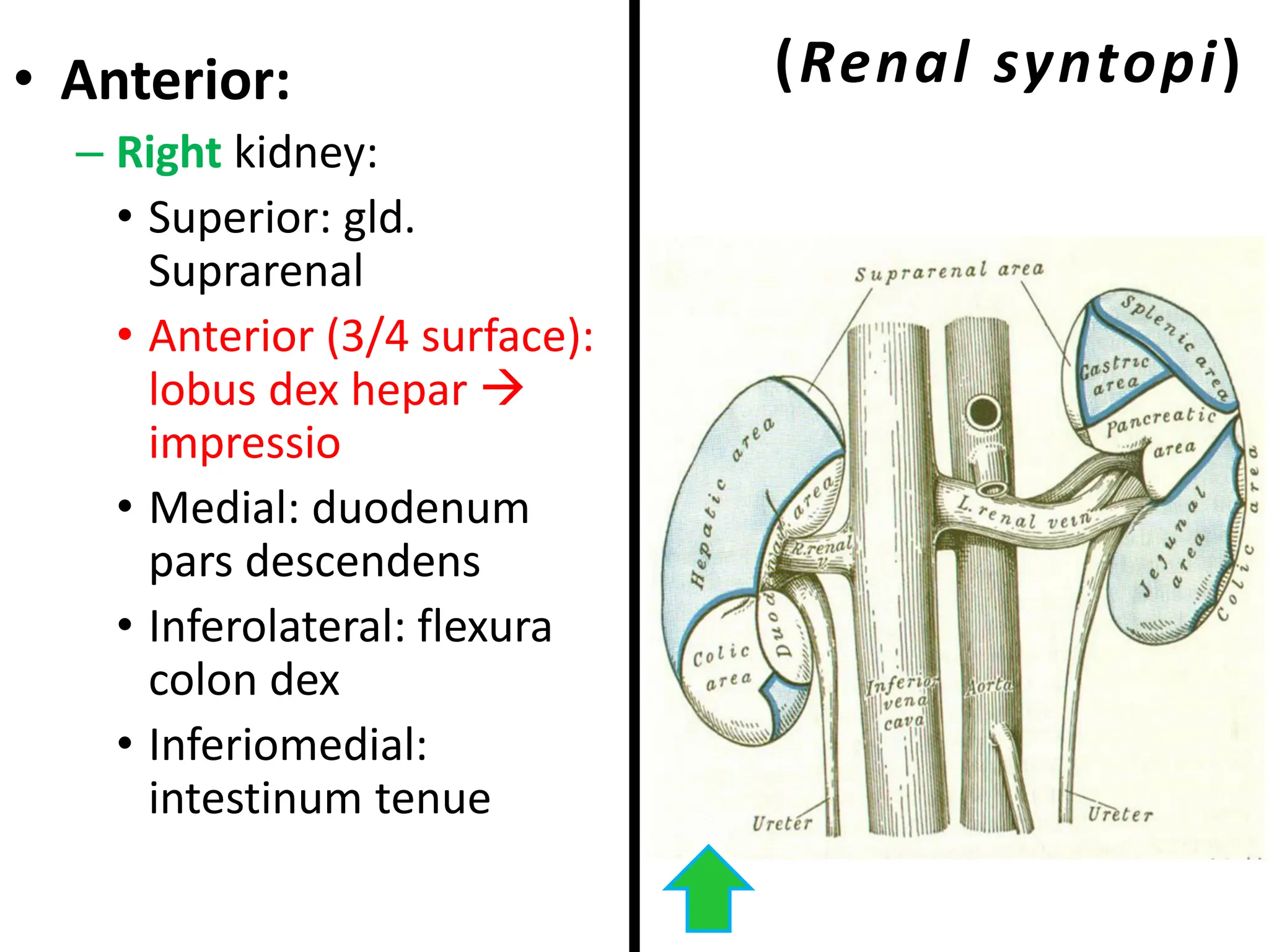 Histology of The Genitourinary System PDF | PDF