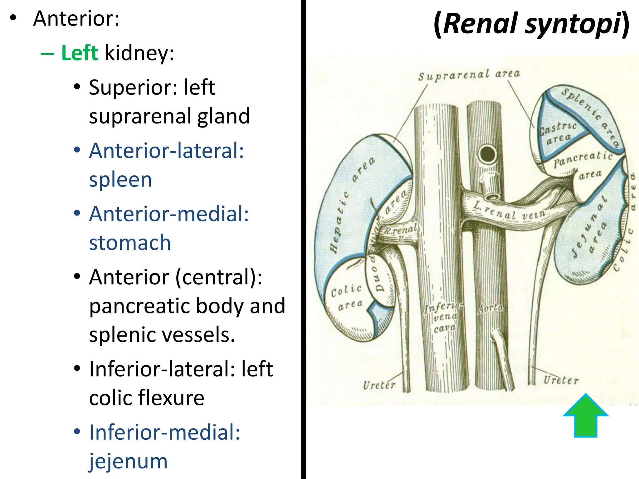 Histology of The Genitourinary System PDF | PDF