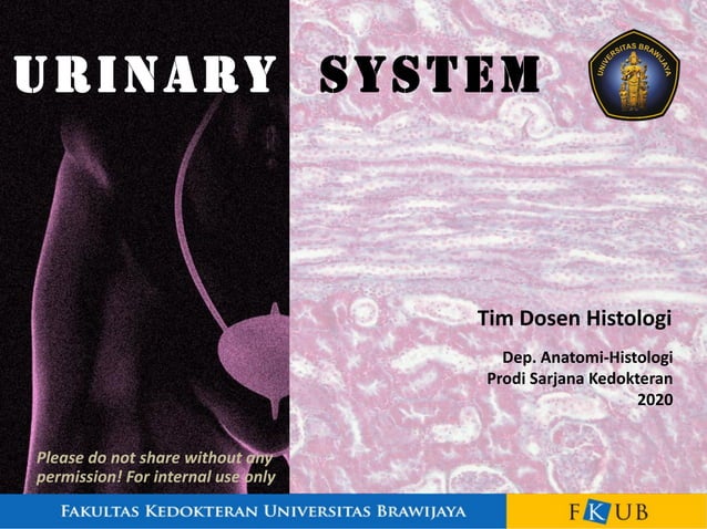 Histology of The Genitourinary System PDF | PPT