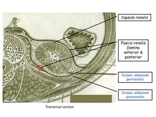 Histology of The Genitourinary System PDF | PDF