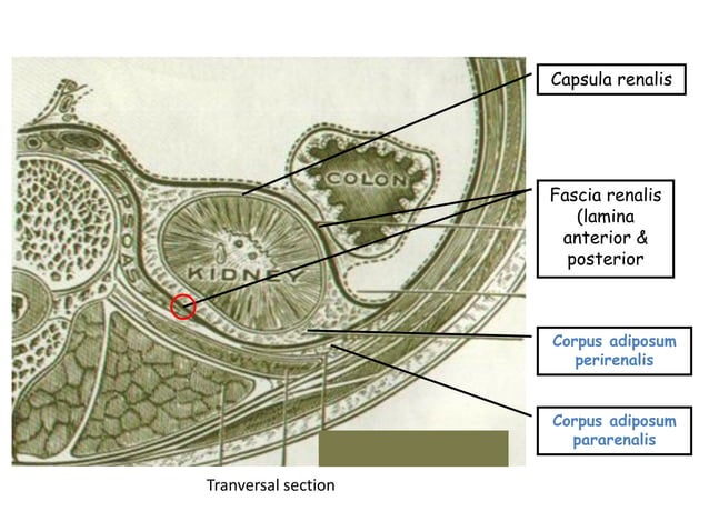 Histology of The Genitourinary System PDF | PPT
