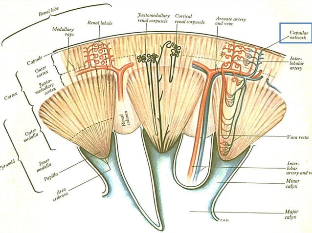 Histology of The Genitourinary System PDF | PPT