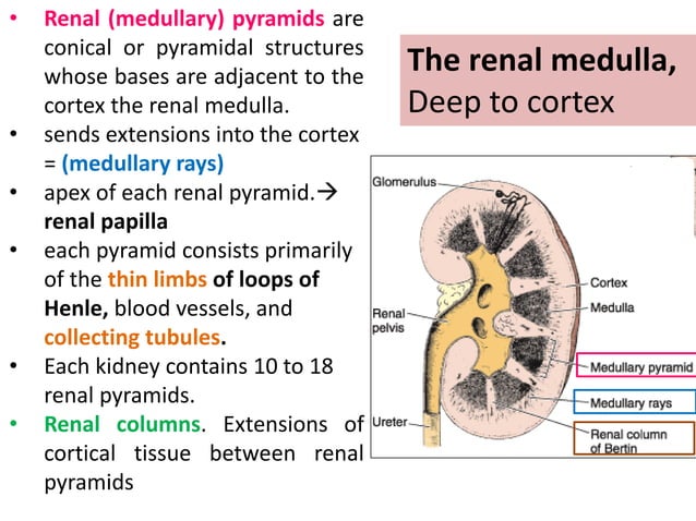 Histology of The Genitourinary System PDF | PPT