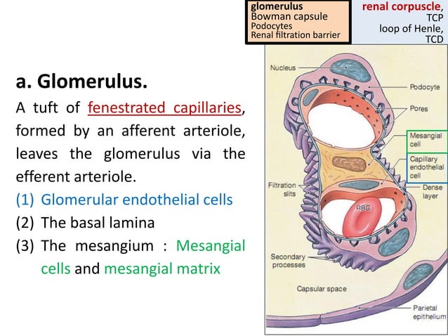 Histology of The Genitourinary System PDF | PPT
