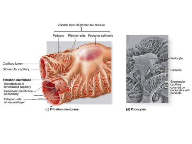 Histology of The Genitourinary System PDF | PPT
