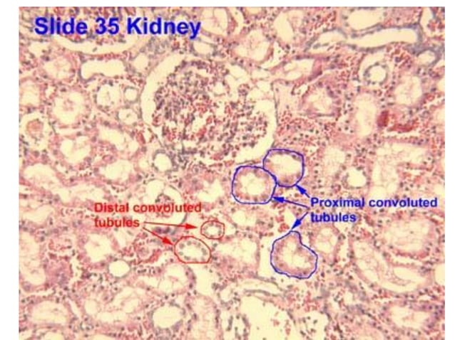 Histology of The Genitourinary System PDF | PPT