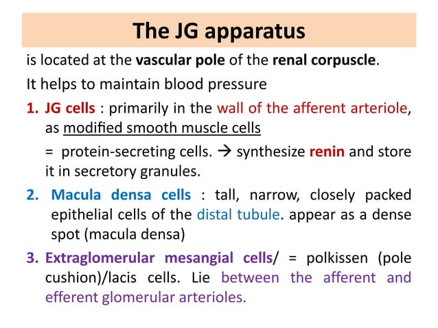 Histology of The Genitourinary System PDF | PPT